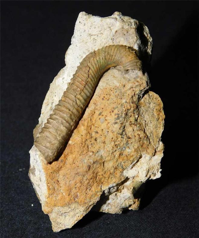 UK fossils including British ammonites - Fossils Direct
