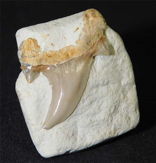 UK fossils including British ammonites - Fossils Direct