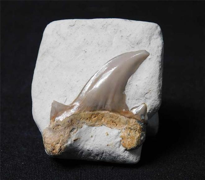 UK fossils including British ammonites - Fossils Direct