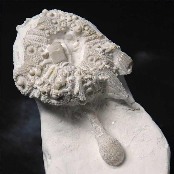 UK fossils including British ammonites - Fossils Direct