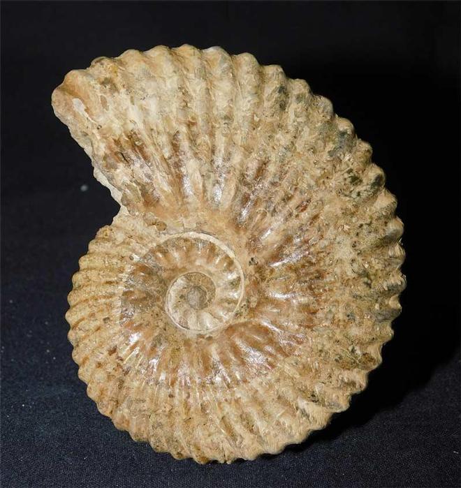 UK fossils including British ammonites - Fossils Direct