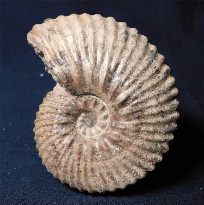 UK fossils including British ammonites - Fossils Direct