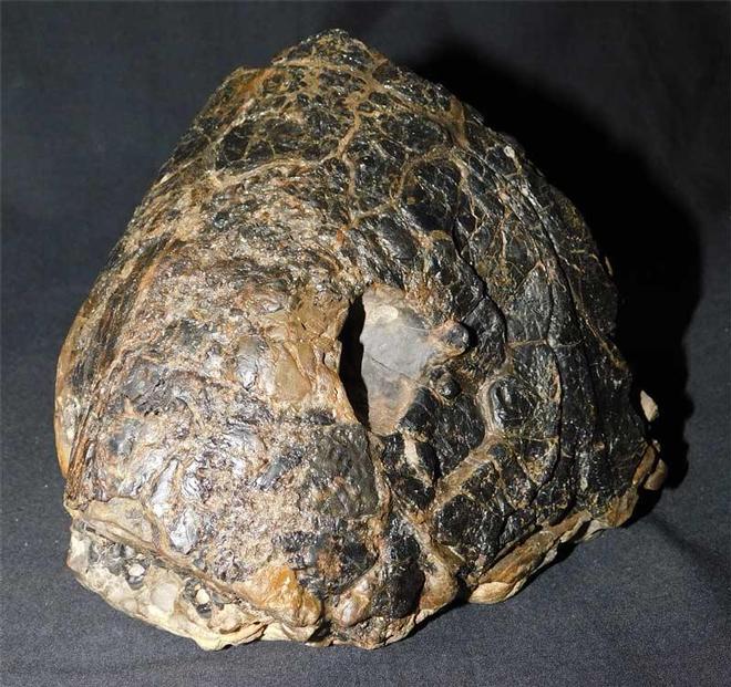 UK fossils including British ammonites - Fossils Direct