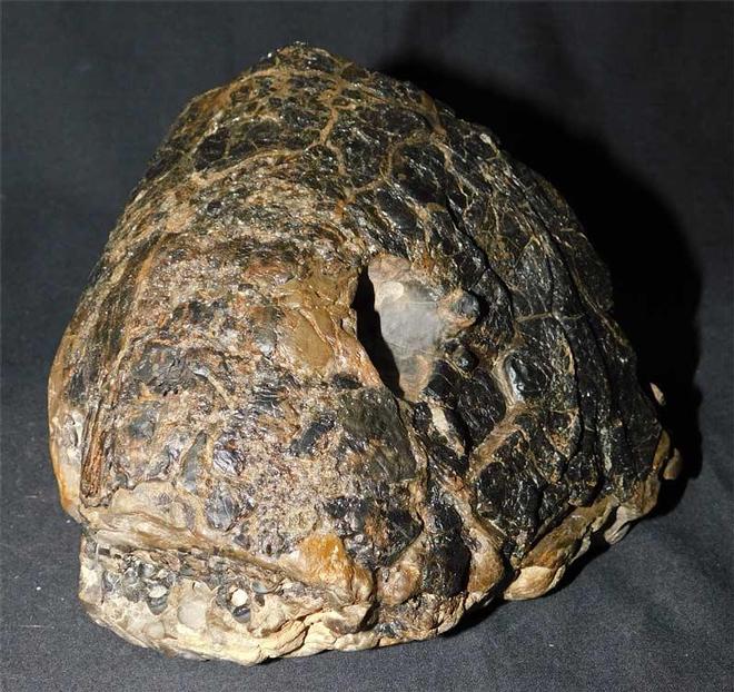 UK fossils including British ammonites - Fossils Direct