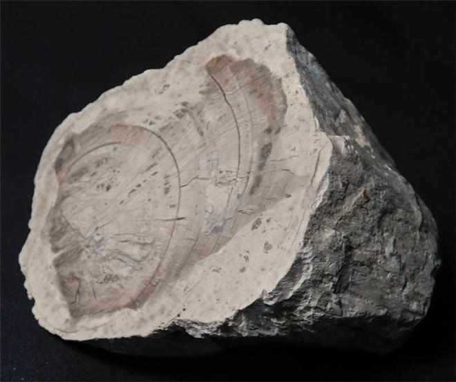 UK fossils including British ammonites - Fossils Direct