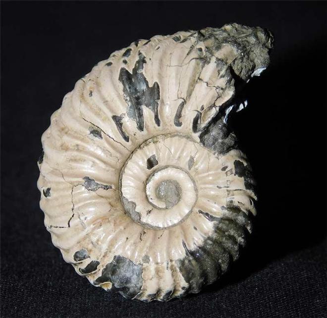 UK fossils including British ammonites - Fossils Direct