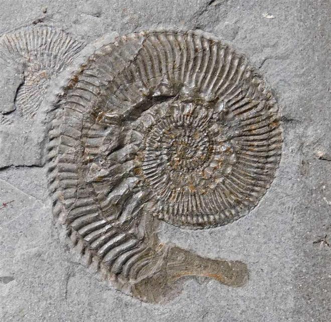 UK fossils including British ammonites - Fossils Direct