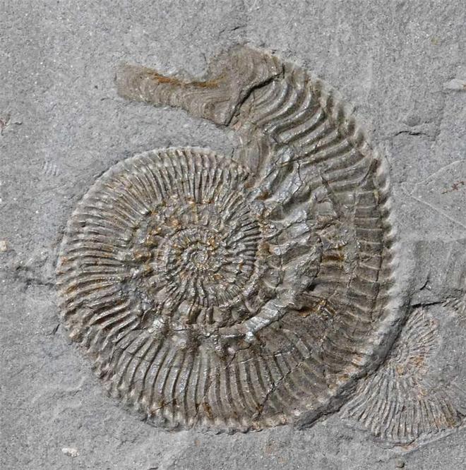 UK fossils including British ammonites - Fossils Direct