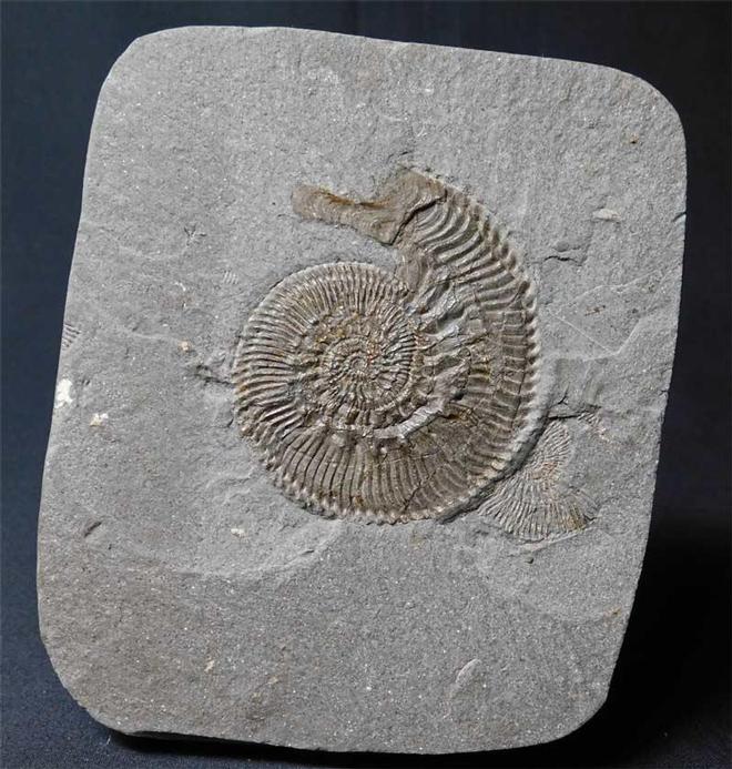 UK fossils including British ammonites - Fossils Direct