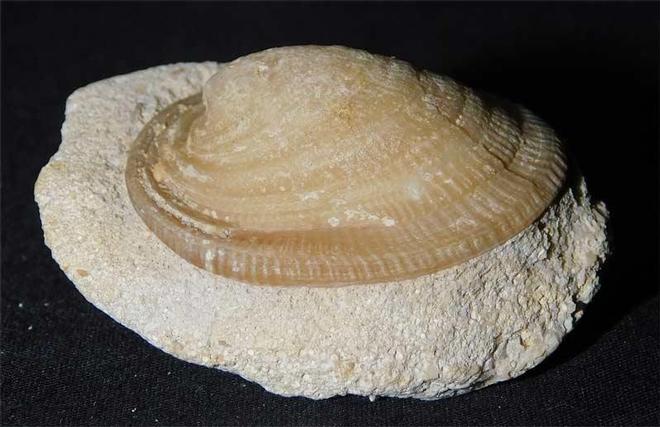 UK fossils including British ammonites - Fossils Direct