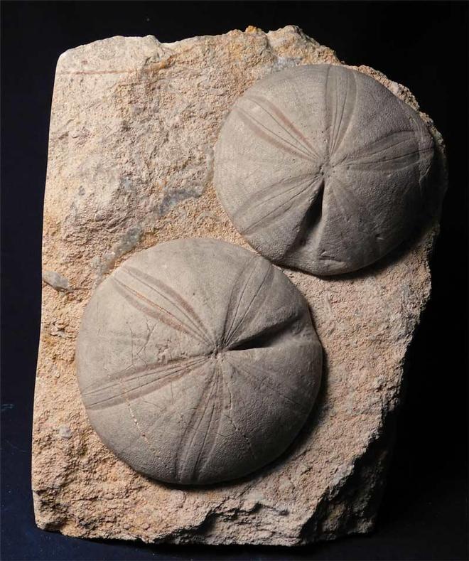 UK fossils including British ammonites - Fossils Direct