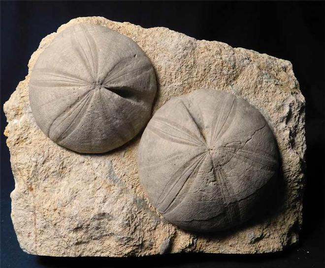 UK fossils including British ammonites - Fossils Direct