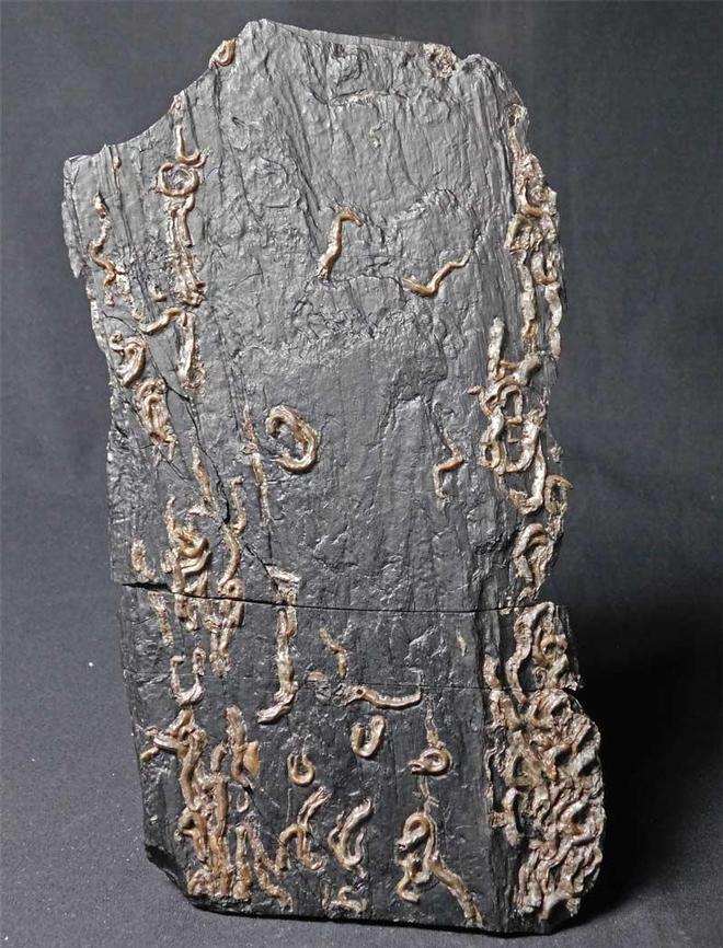 UK fossils including British ammonites - Fossils Direct