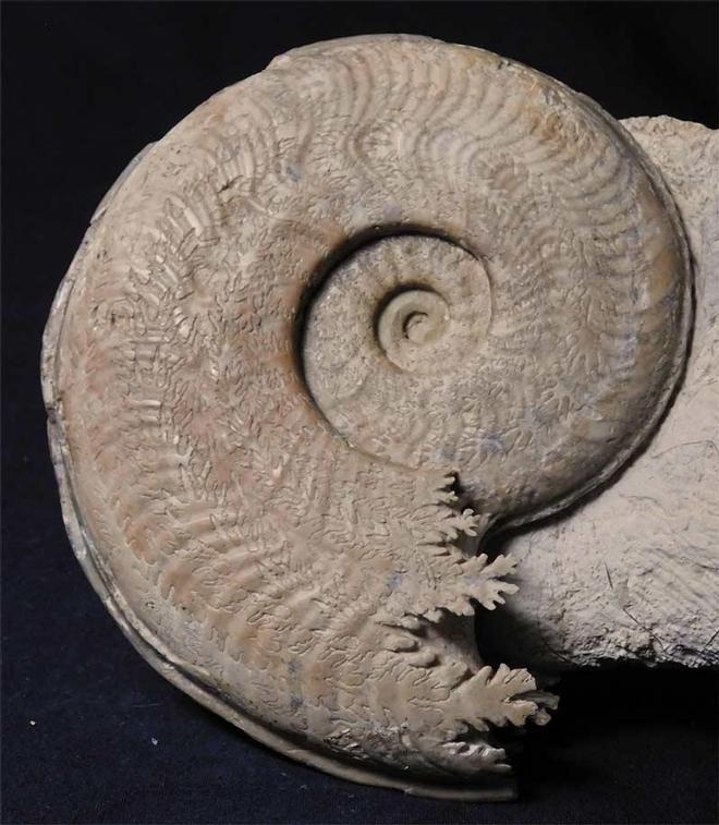 UK fossils including British ammonites - Fossils Direct