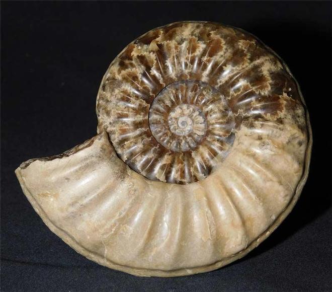 UK fossils including British ammonites - Fossils Direct