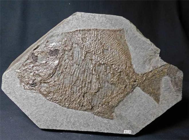 UK fossils including British ammonites - Fossils Direct