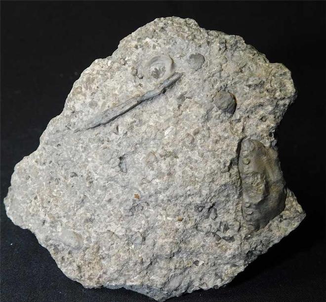 UK fossils including British ammonites - Fossils Direct