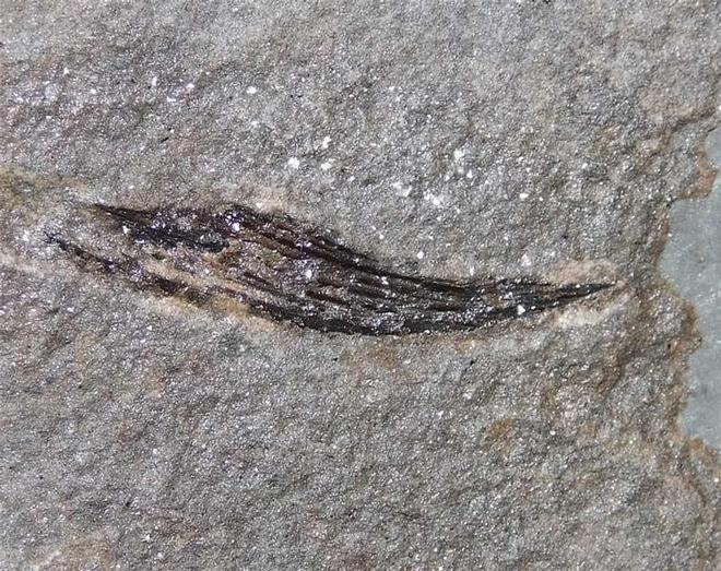 UK fossils including British ammonites - Fossils Direct