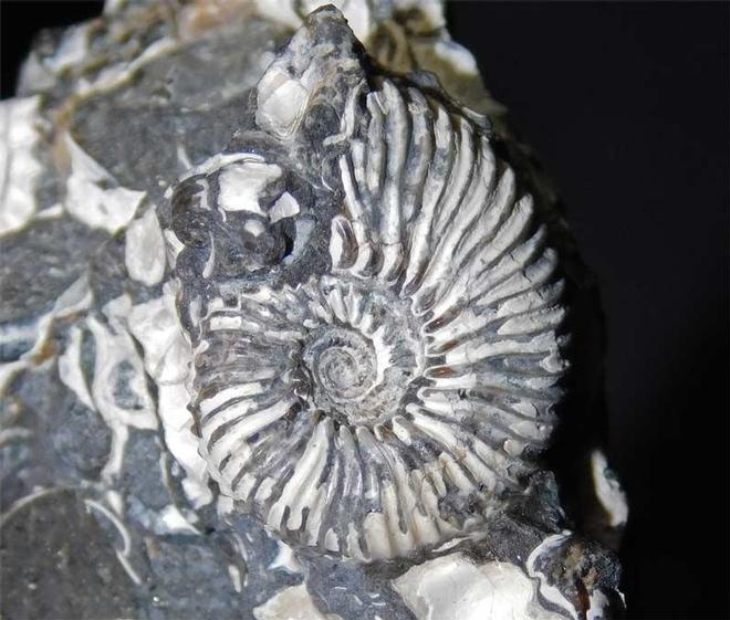 UK fossils including British ammonites - Fossils Direct