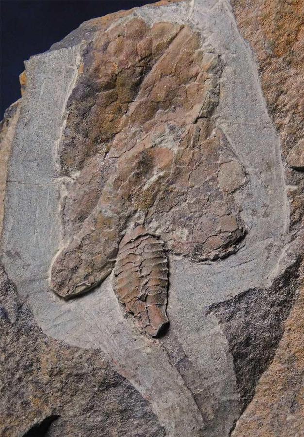 UK fossils including British ammonites - Fossils Direct