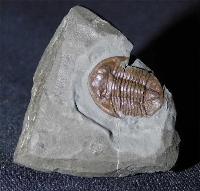UK fossils including British ammonites - Fossils Direct