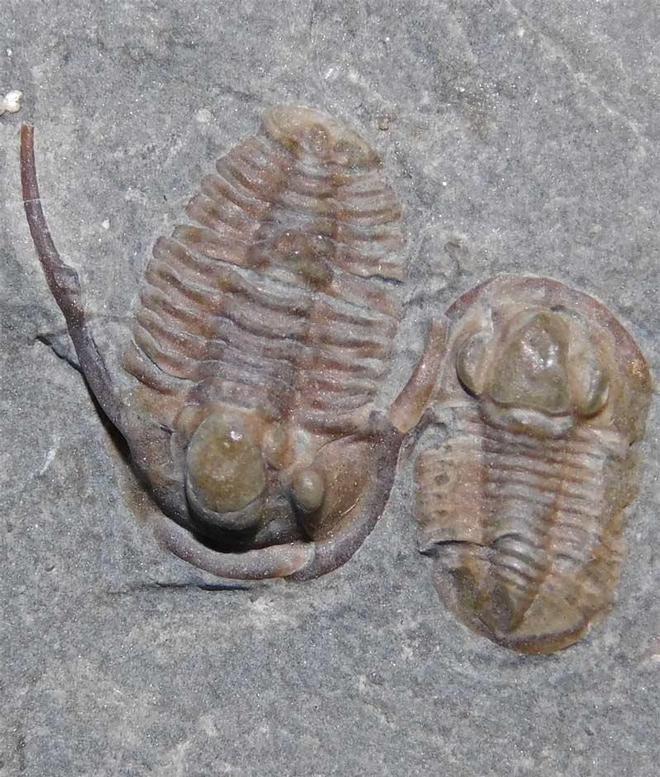 UK fossils including British ammonites - Fossils Direct