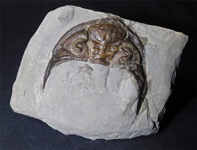 UK fossils including British ammonites - Fossils Direct