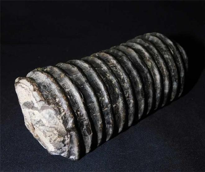 UK fossils including British ammonites - Fossils Direct