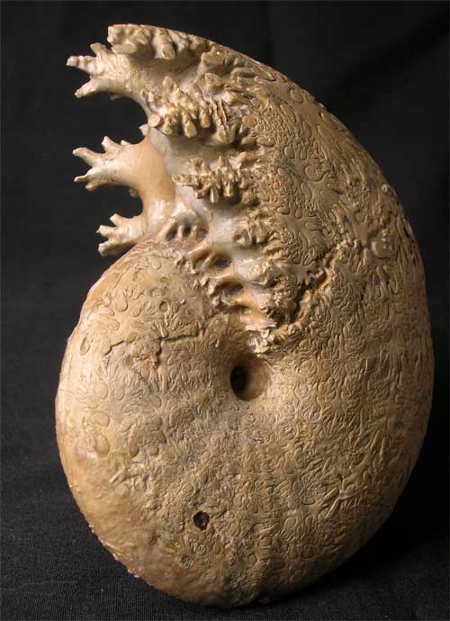 UK fossils including British ammonites - Fossils Direct