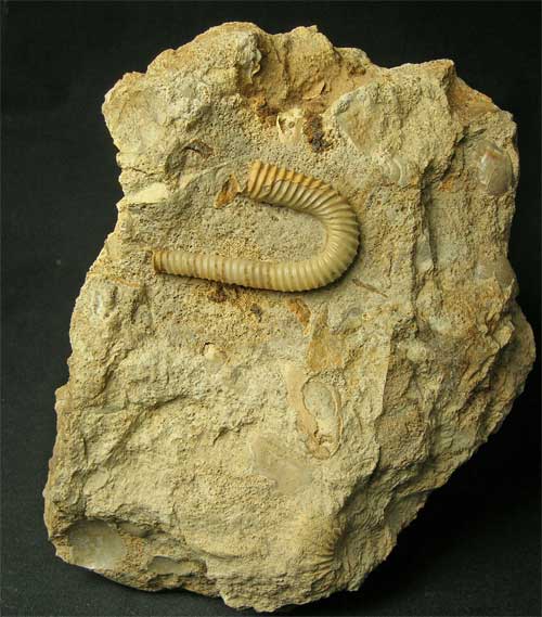 UK fossils including British ammonites - Fossils Direct