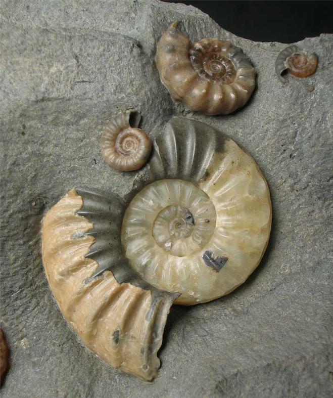 UK fossils including British ammonites - Fossils Direct