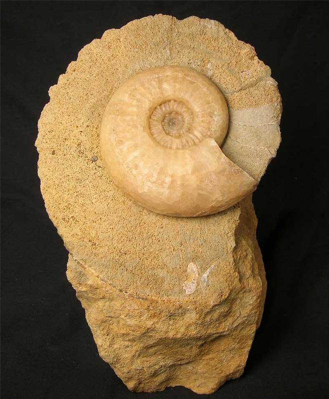 UK fossils including British ammonites - Fossils Direct