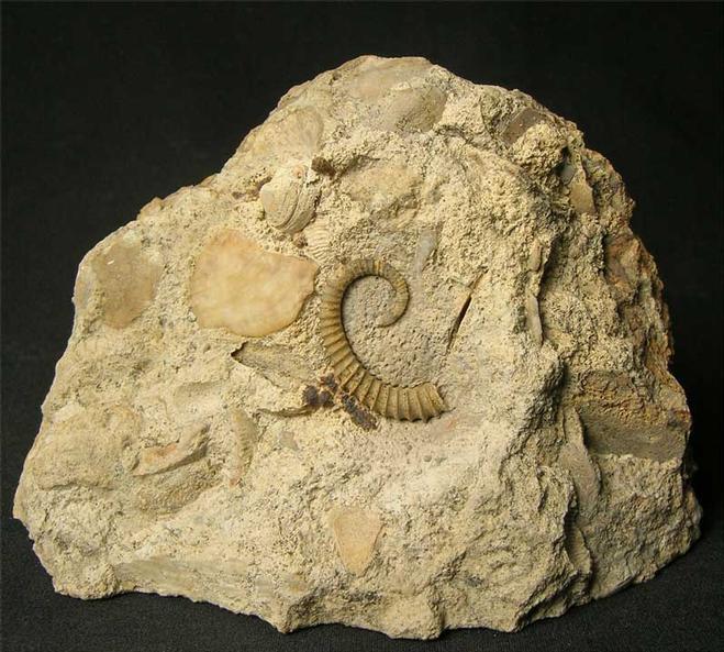 UK fossils including British ammonites - Fossils Direct