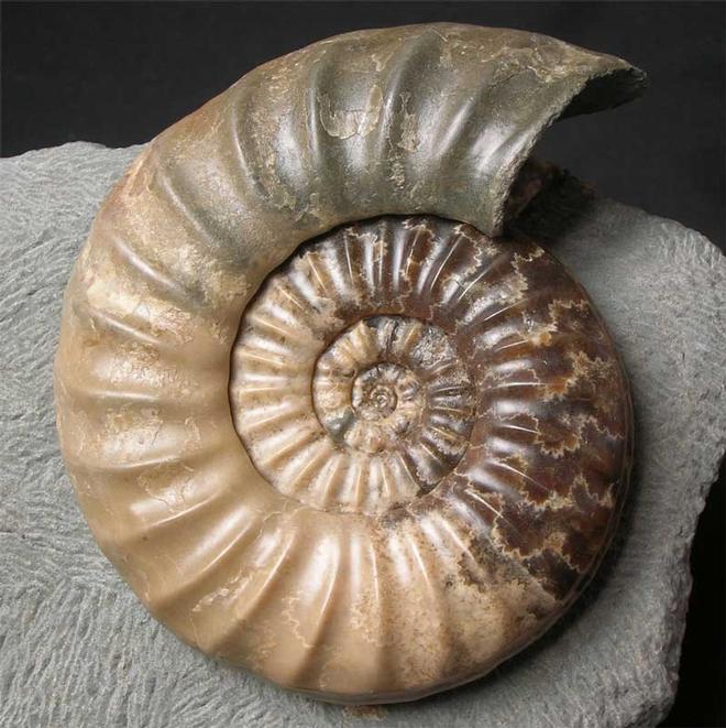 UK fossils including British ammonites - Fossils Direct