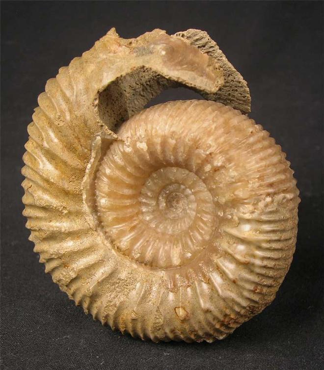 UK fossils including British ammonites - Fossils Direct