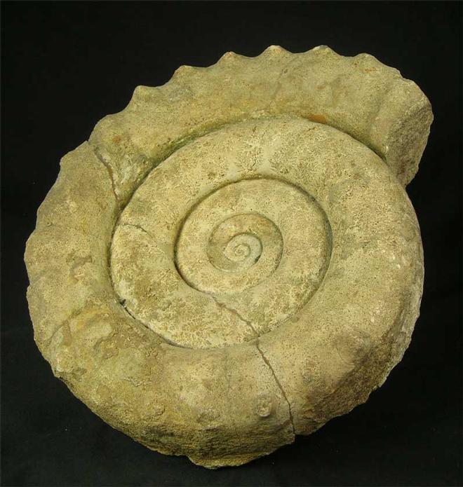 UK fossils including British ammonites - Fossils Direct