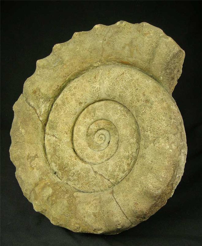 UK fossils including British ammonites - Fossils Direct