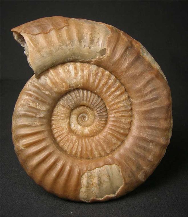 UK fossils including British ammonites - Fossils Direct