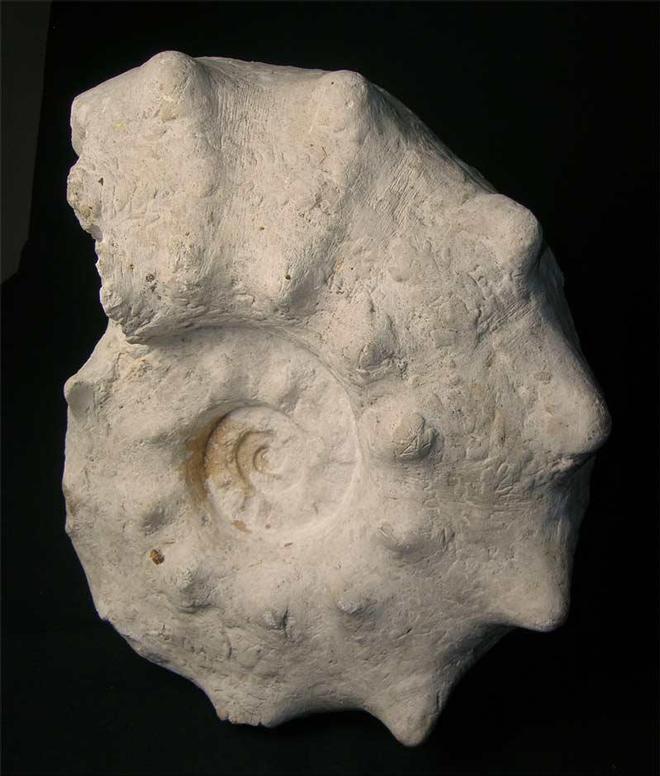 UK fossils including British ammonites - Fossils Direct