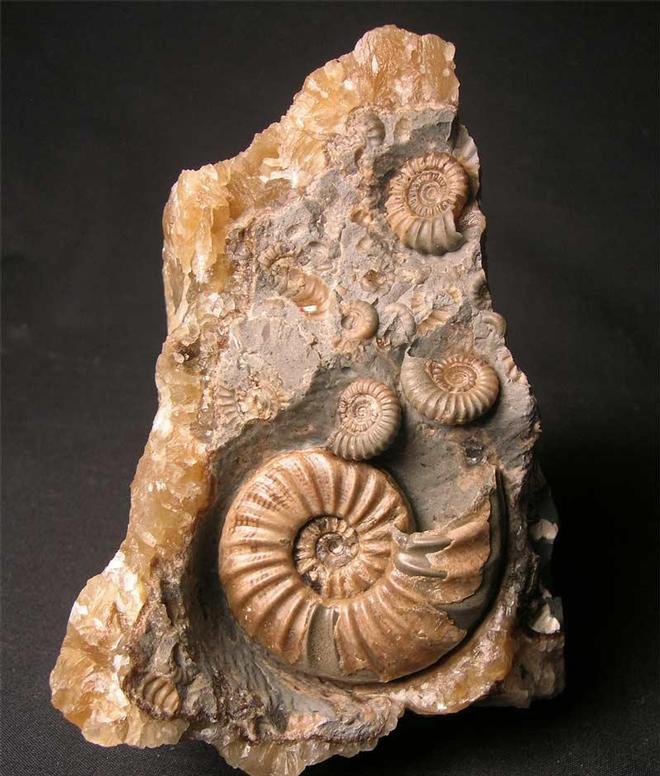 UK fossils including British ammonites - Fossils Direct