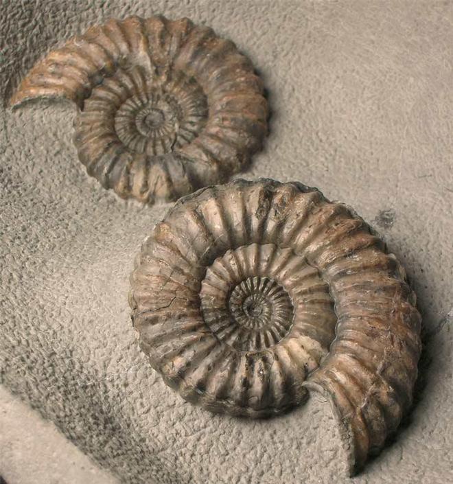 UK fossils including British ammonites - Fossils Direct