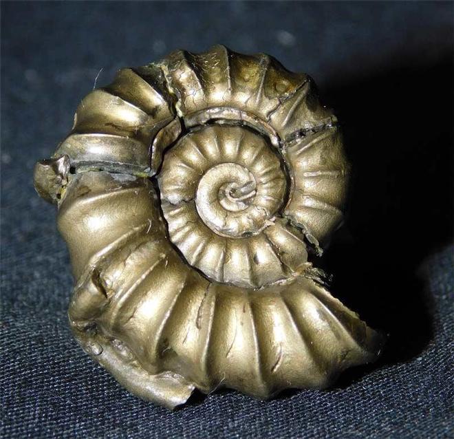UK fossils including British ammonites - Fossils Direct
