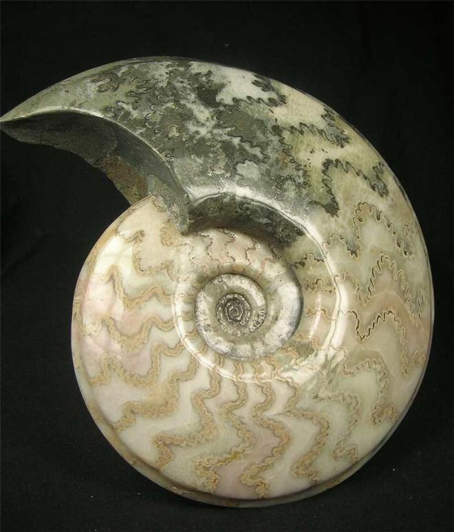 UK fossils including British ammonites - Fossils Direct