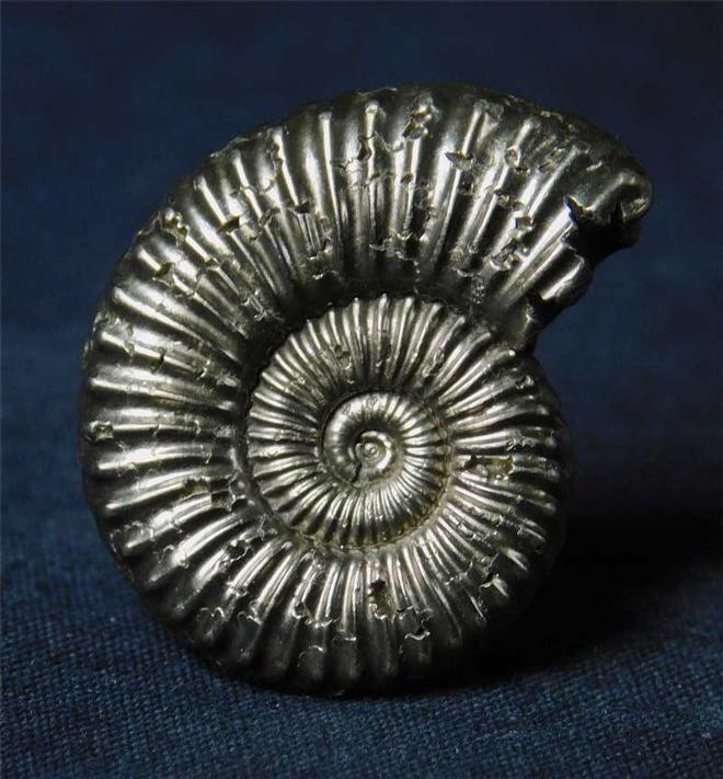 UK fossils including British ammonites - Fossils Direct