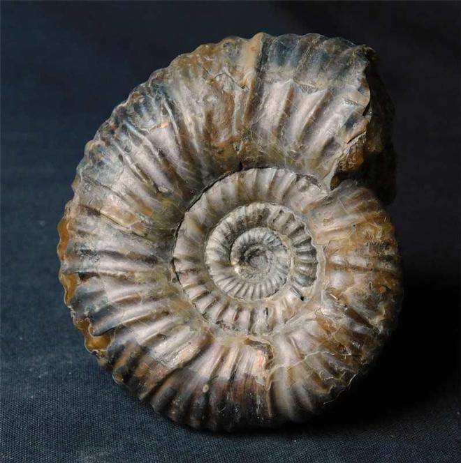 UK fossils including British ammonites - Fossils Direct