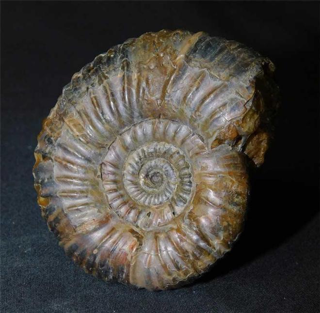 UK fossils including British ammonites - Fossils Direct