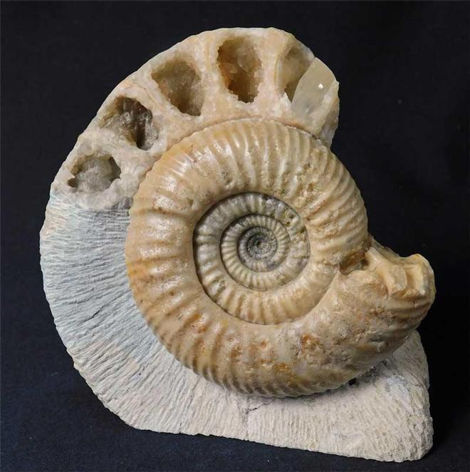 UK fossils including British ammonites - Fossils Direct