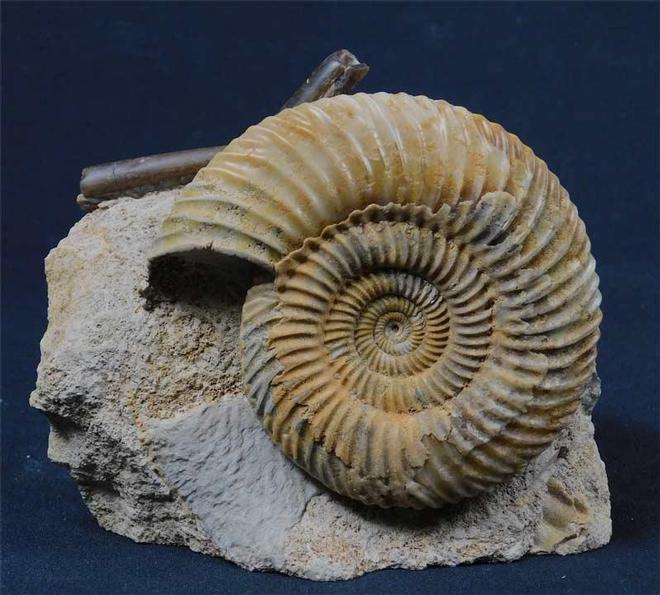 UK fossils including British ammonites - Fossils Direct