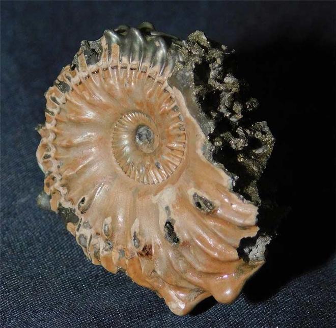 UK fossils including British ammonites - Fossils Direct