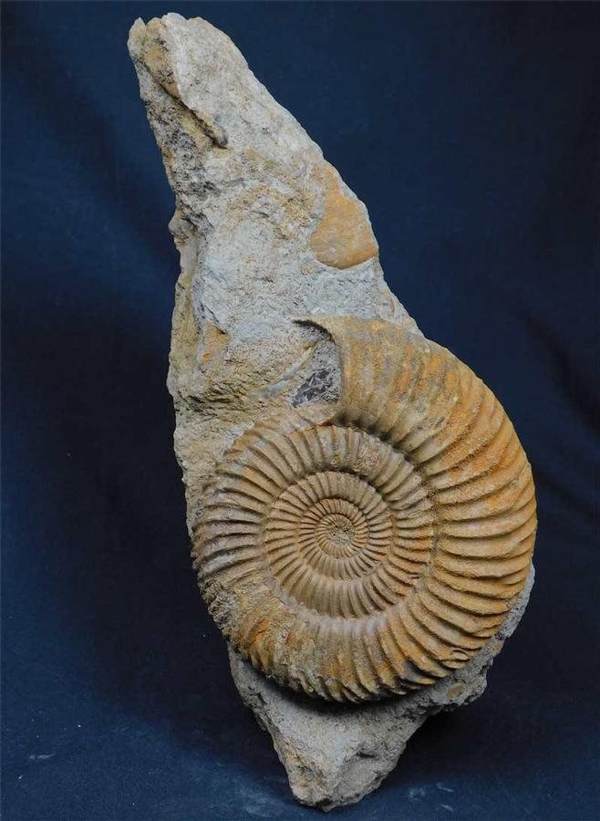 UK fossils including British ammonites - Fossils Direct
